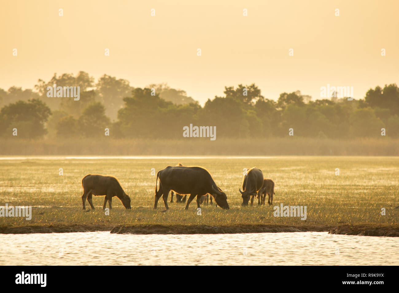 Thai swamp buffalo in peat swamp around lagoon Stock Photo - Alamy