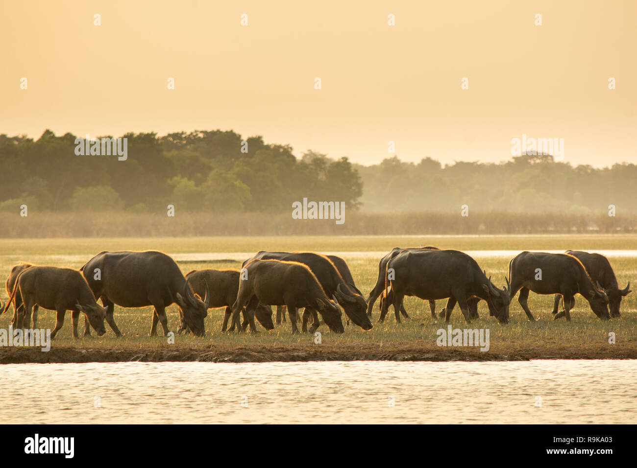 Thai swamp buffalo in peat swamp around lagoon Stock Photo - Alamy