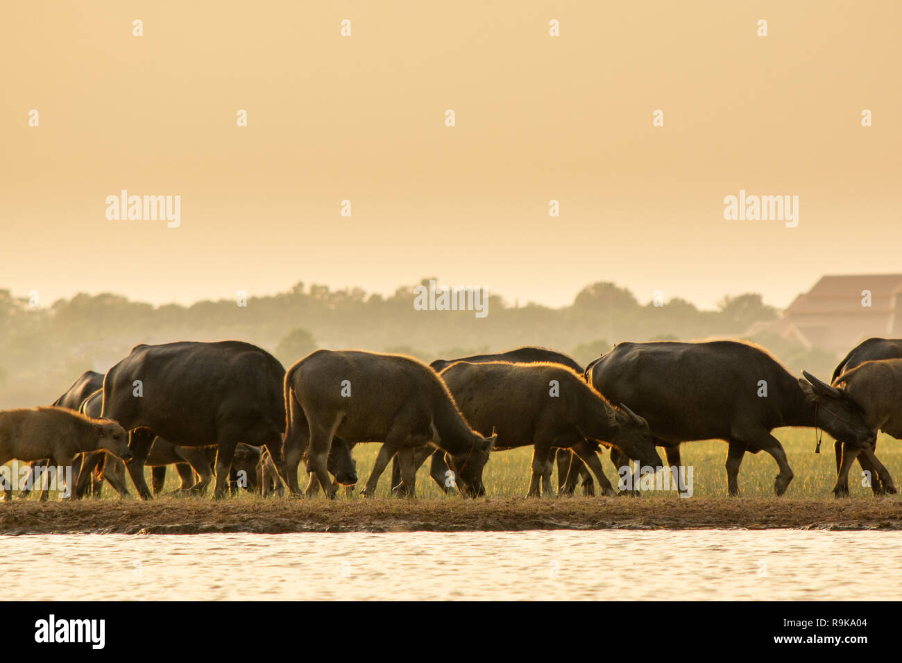 Thai swamp buffalo in peat swamp around lagoon Stock Photo - Alamy