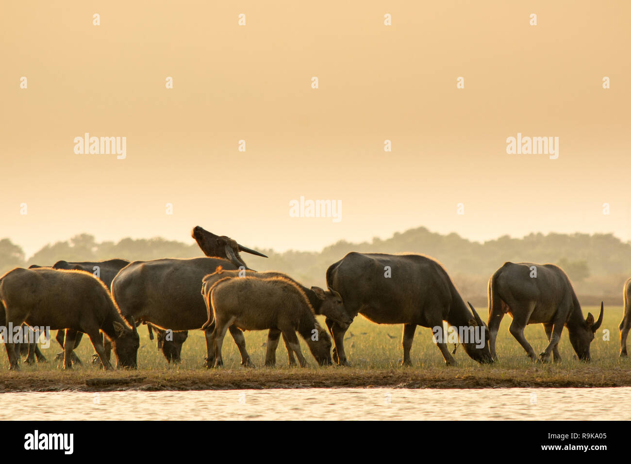 Thai swamp buffalo in peat swamp around lagoon Stock Photo - Alamy