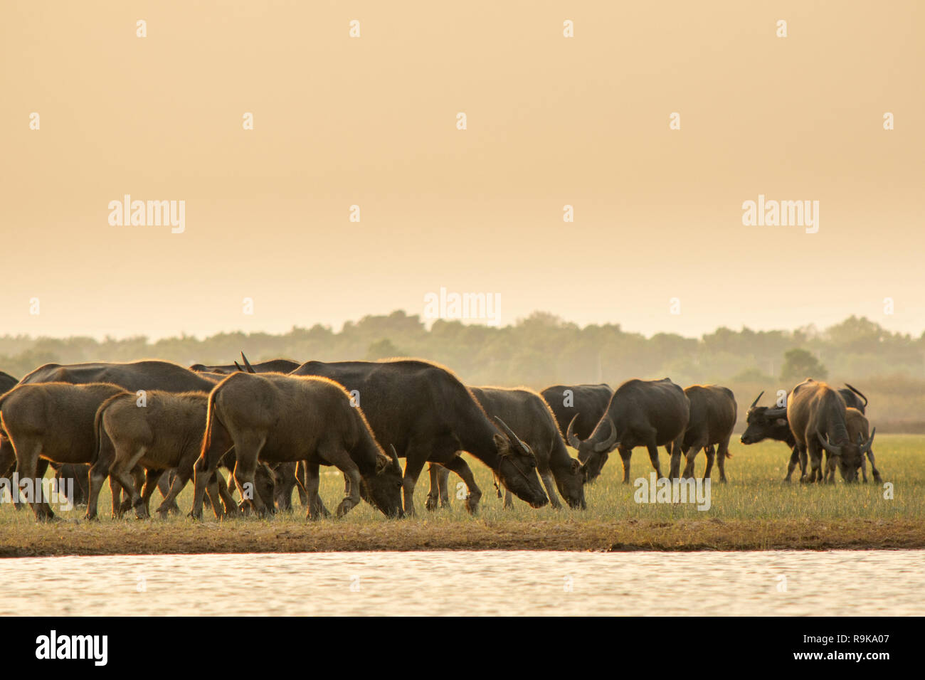 Thai swamp buffalo in peat swamp around lagoon Stock Photo - Alamy