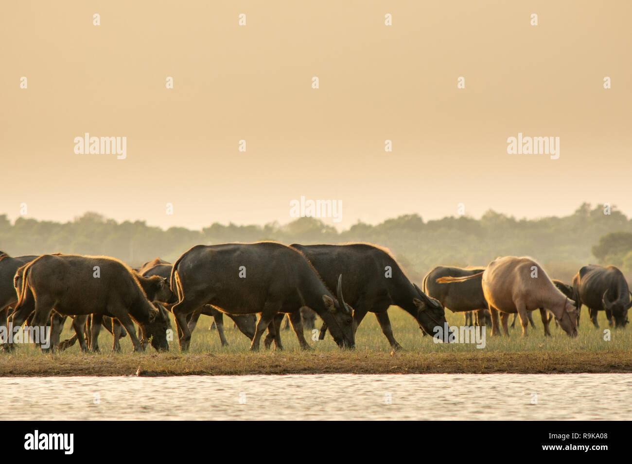 Thai swamp buffalo in peat swamp around lagoon Stock Photo - Alamy