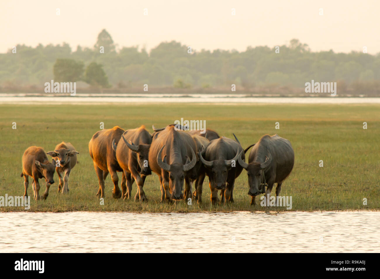 Thai swamp buffalo in peat swamp around lagoon Stock Photo - Alamy