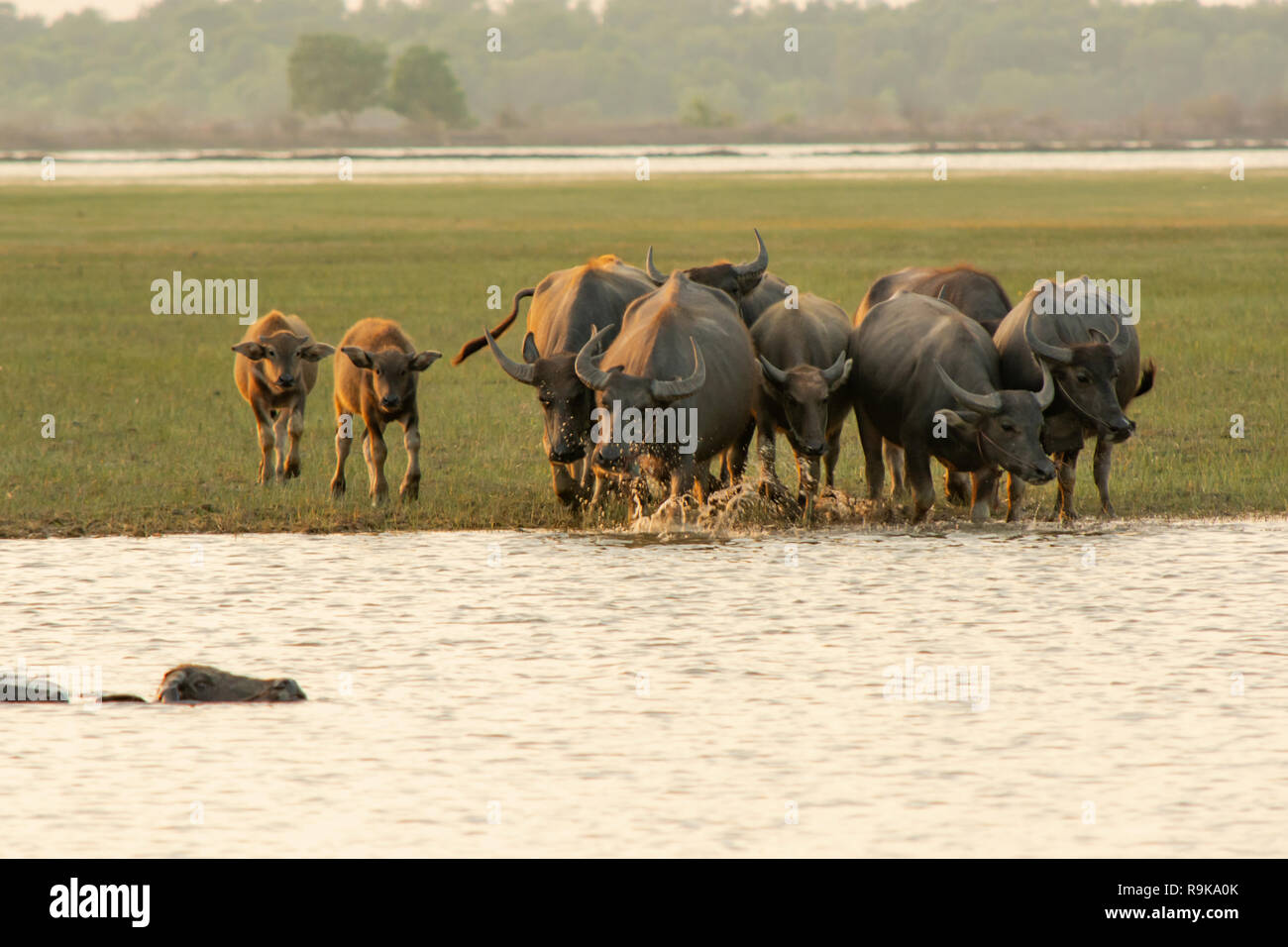 Thai swamp buffalo in peat swamp around lagoon Stock Photo - Alamy
