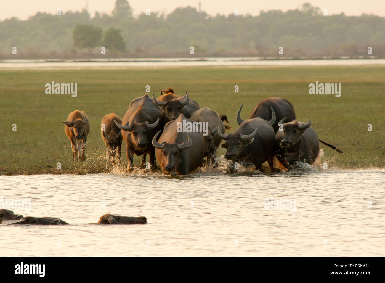 Thai swamp buffalo in peat swamp around lagoon Stock Photo - Alamy