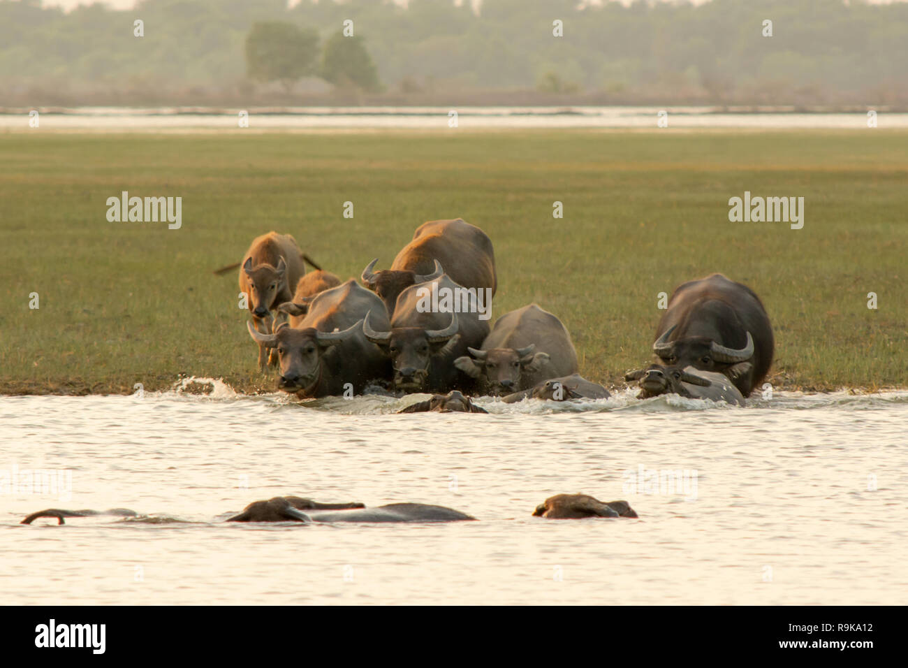 Thai swamp buffalo in peat swamp around lagoon Stock Photo - Alamy