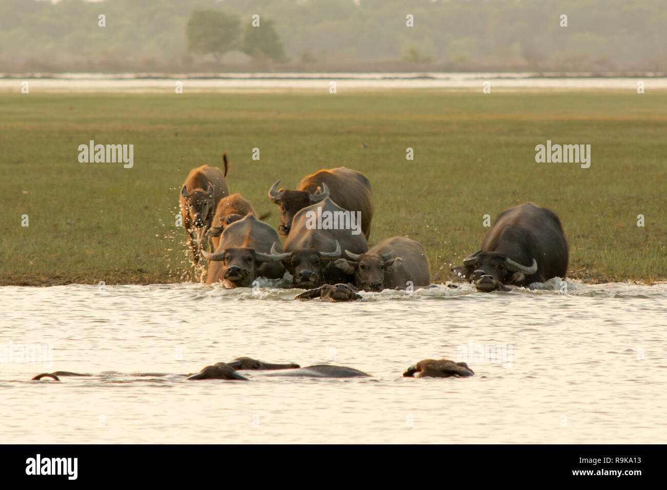 Buffalo swamp hi-res stock photography and images - Alamy