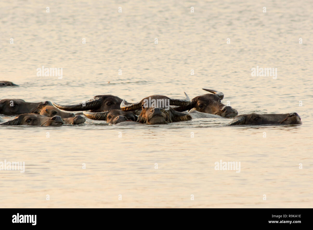 Buffalo swamp hi-res stock photography and images - Alamy