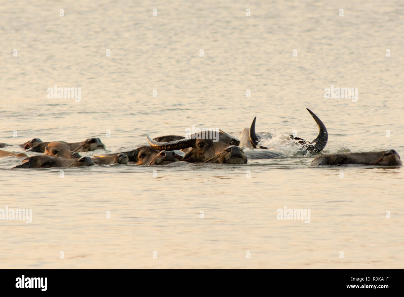 Thai swamp buffalo swimming in the lake Stock Photo - Alamy