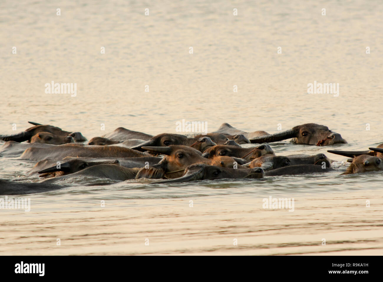 Thai swamp buffalo swimming in the lake Stock Photo - Alamy