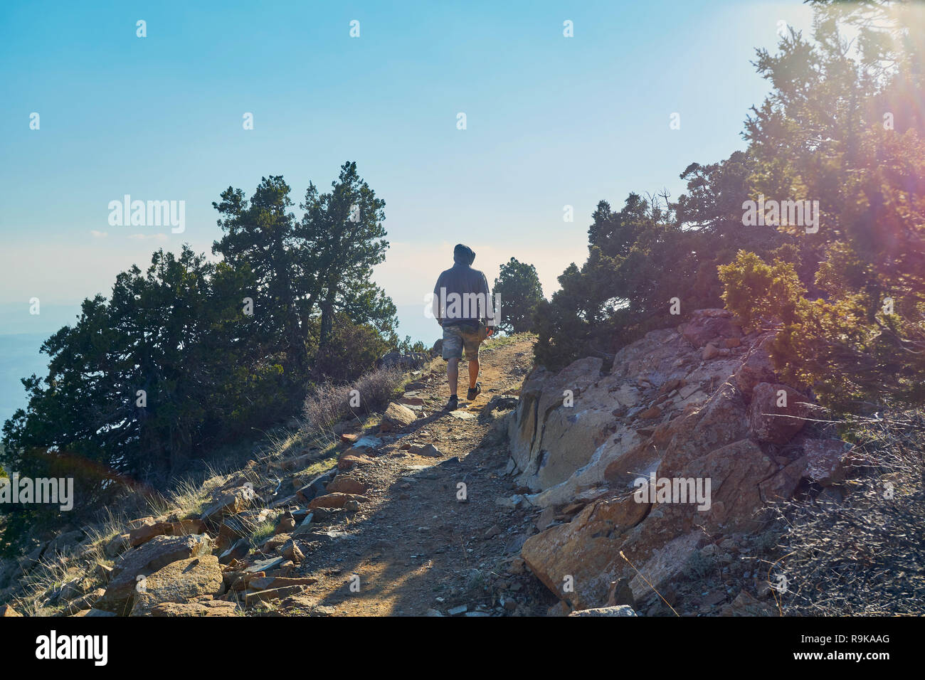Fir tree on a nature trail at Troodos mountain range in Cyprus Stock ...