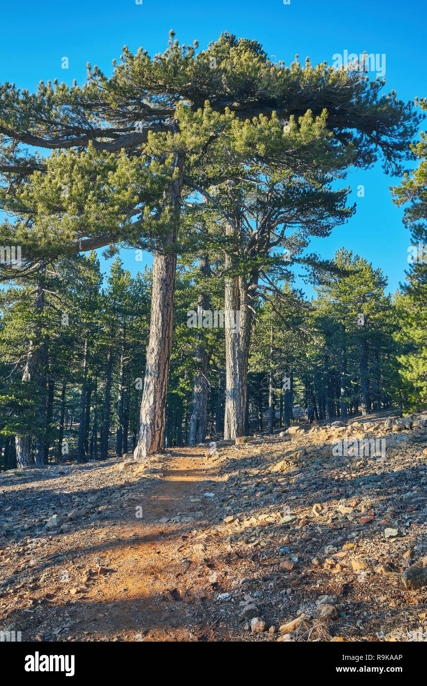 Forestparkgreen hi-res stock photography and images - Alamy