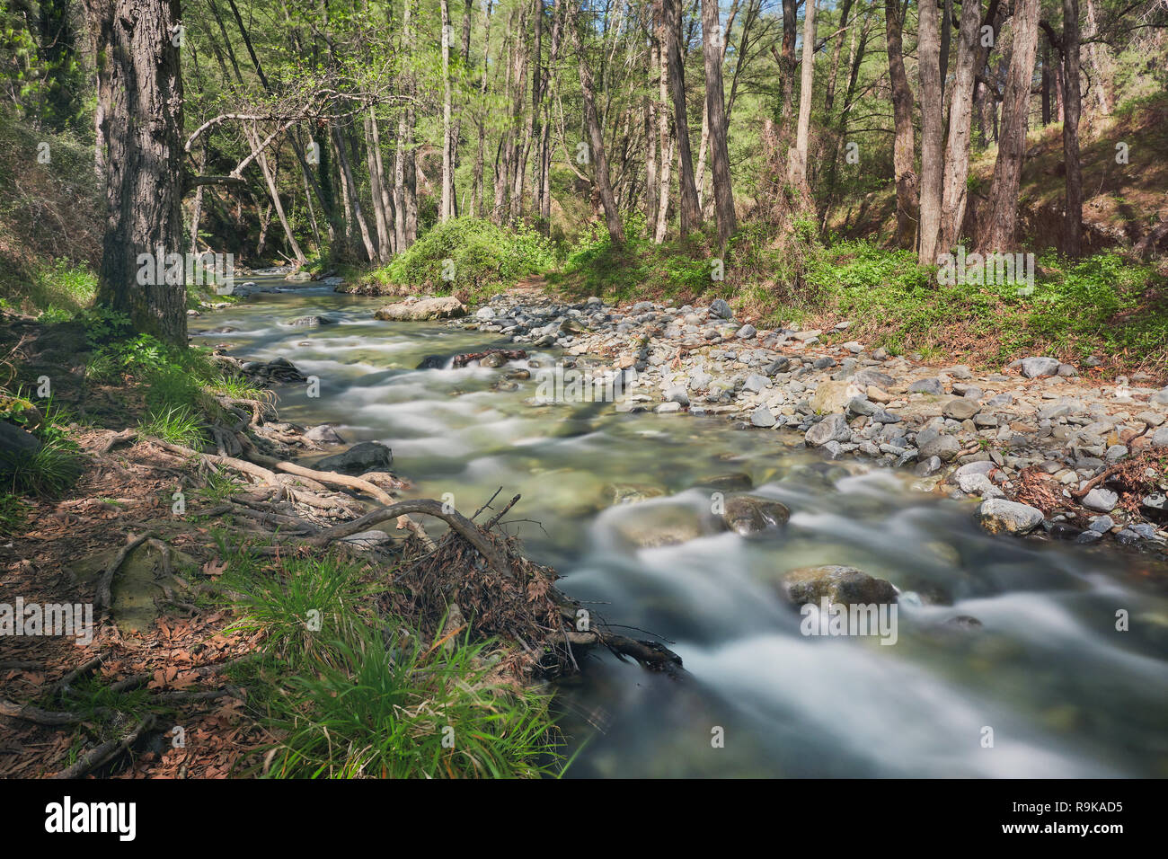 Water flowing in a mountain river creating small waterfalls at Troodos ...