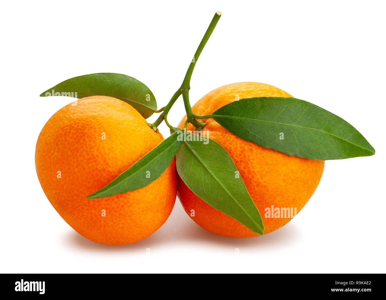 Tangerine leaf hi-res stock photography and images - Alamy