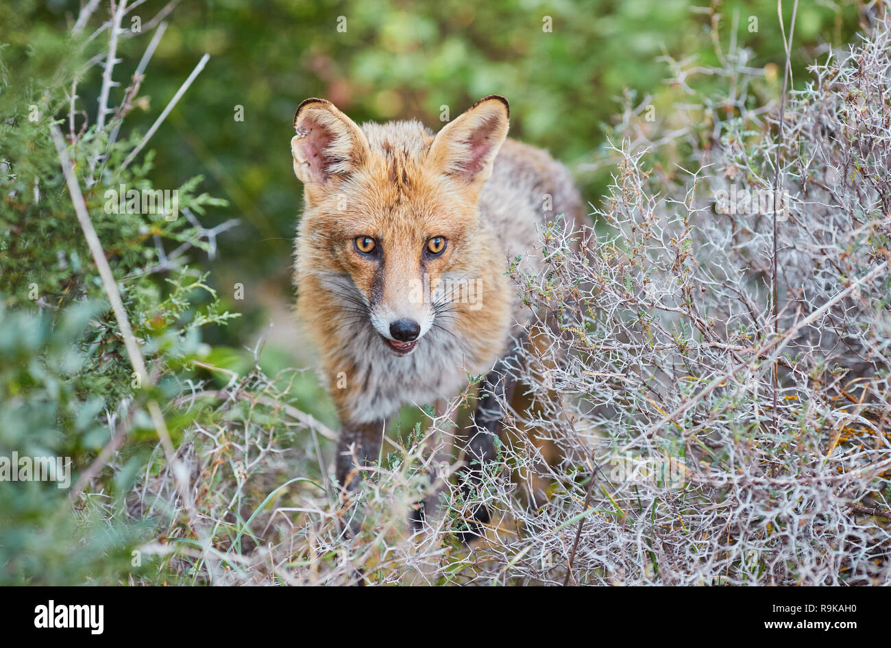 Close portrait of a red fox in nature on a summer day Stock Photo - Alamy