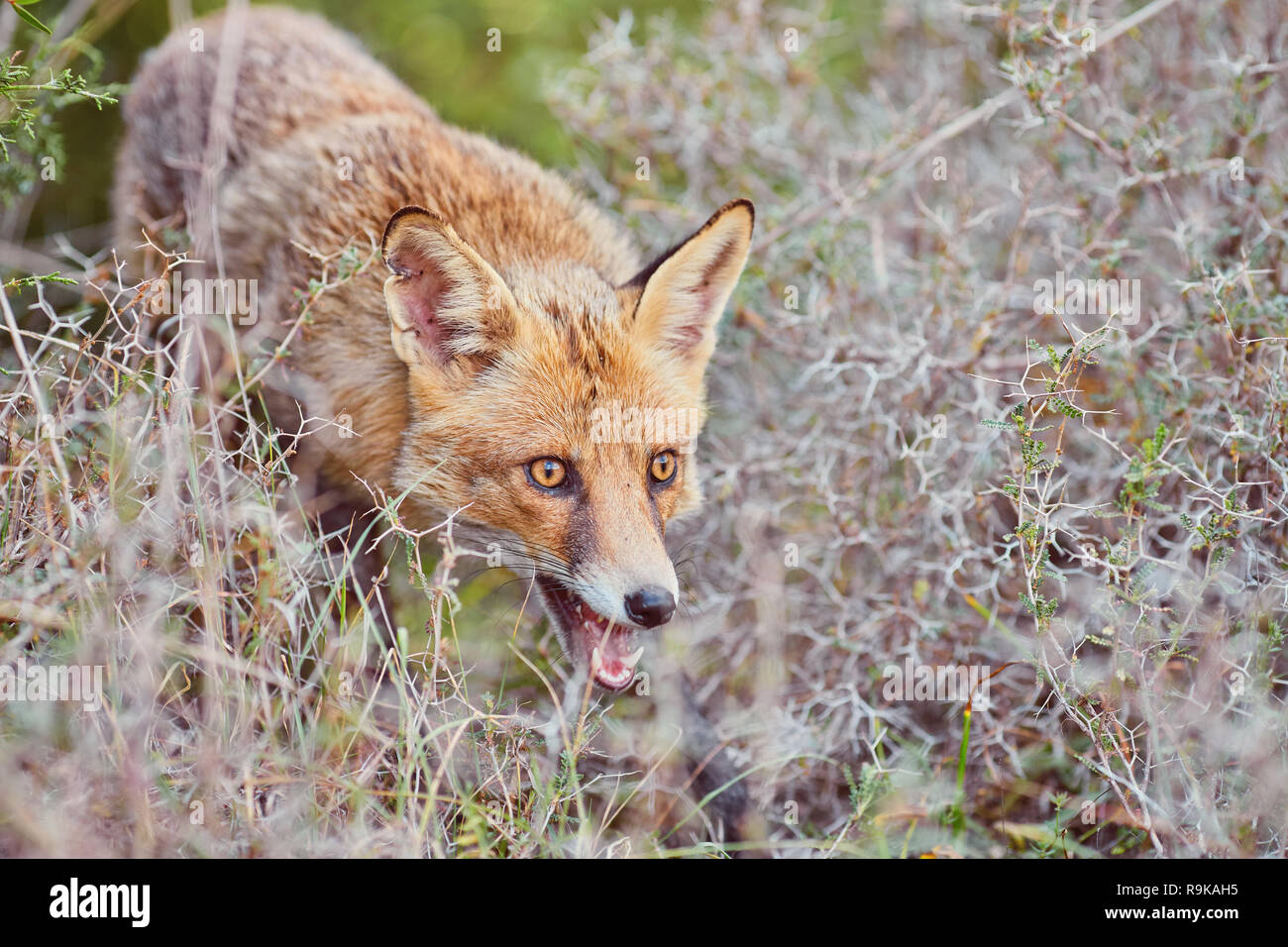 Close portrait of a red fox in nature on a summer day Stock Photo - Alamy