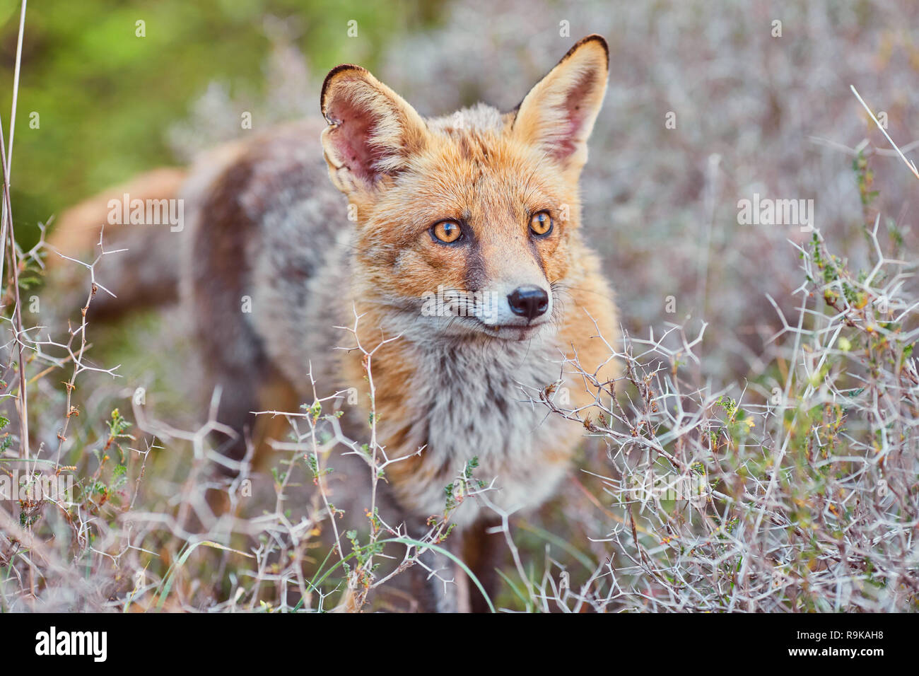 Close portrait of a red fox in nature on a summer day Stock Photo - Alamy