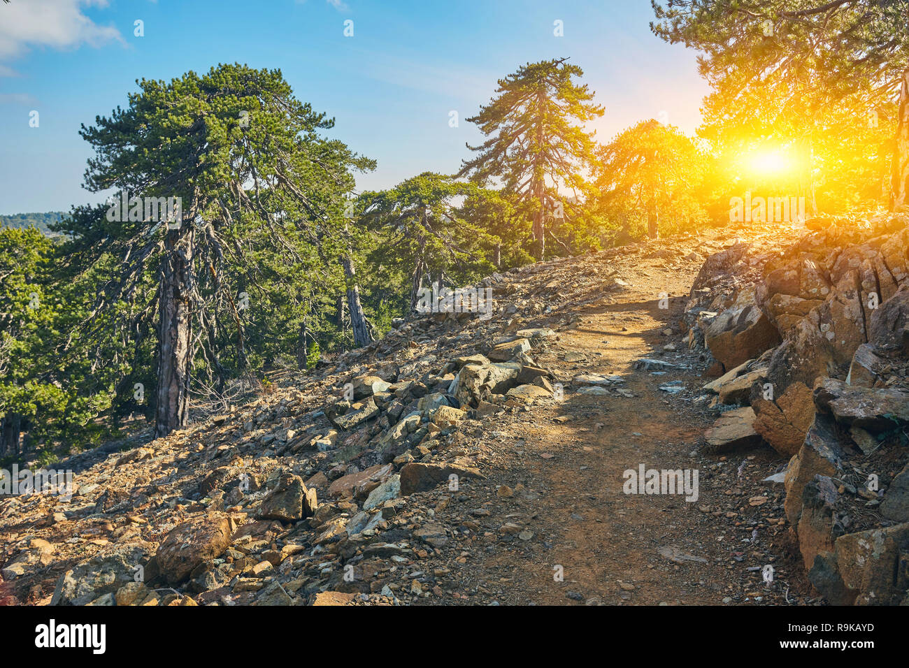 Forestparkgreen hi-res stock photography and images - Alamy