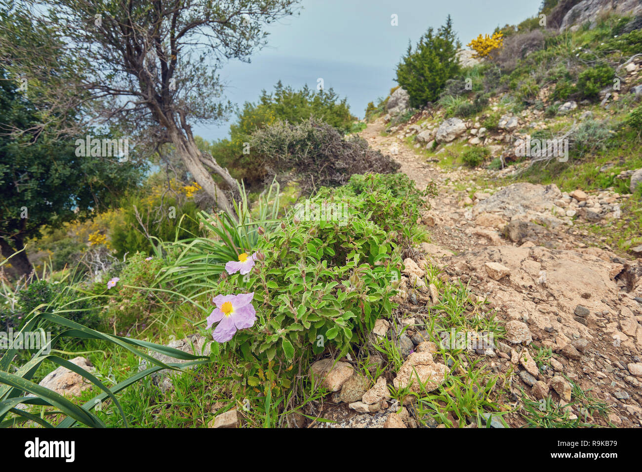 Akamas nature trail aphrodite trail hi-res stock photography and images ...