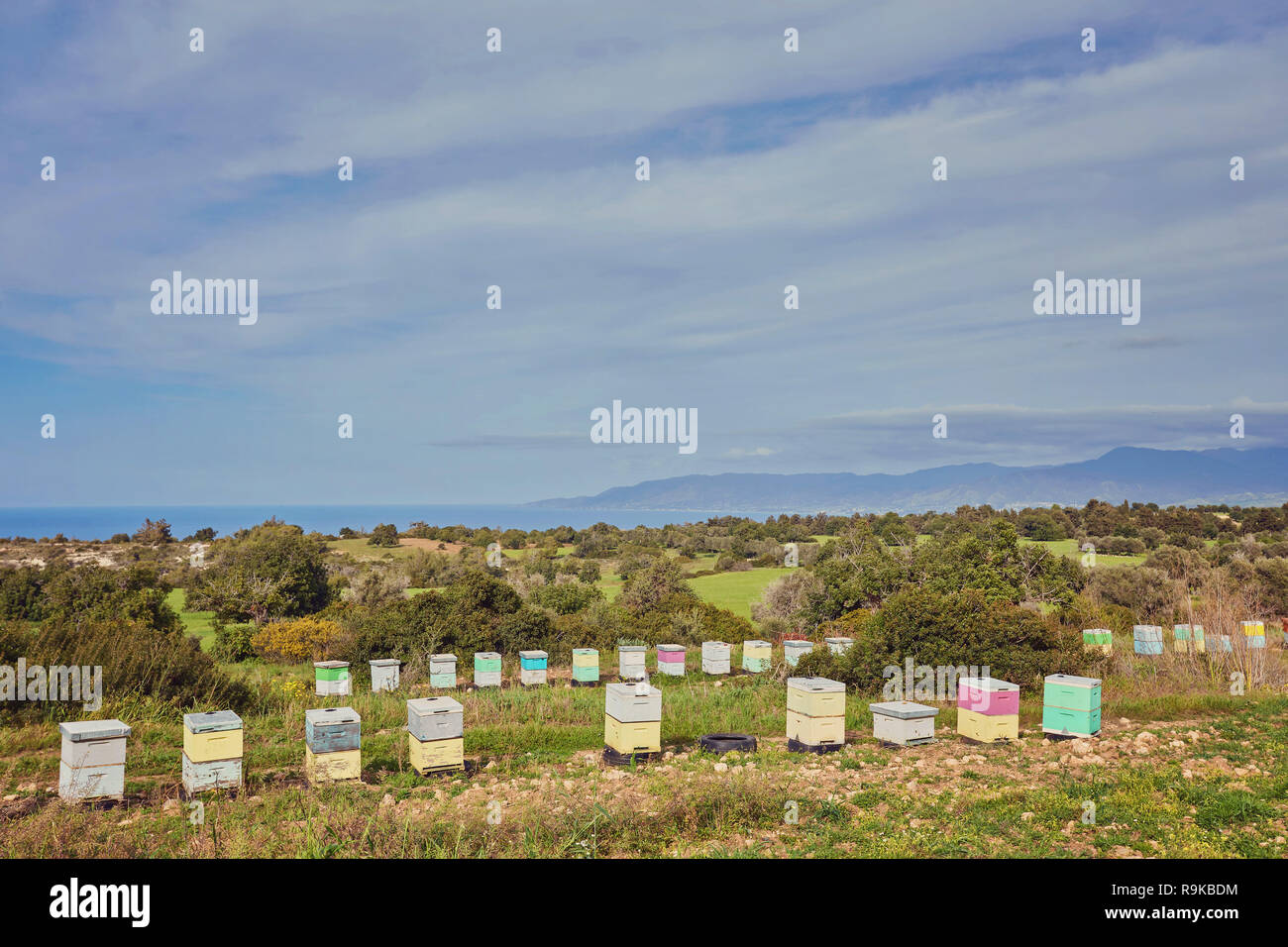 Insects of cyprus hi-res stock photography and images - Alamy