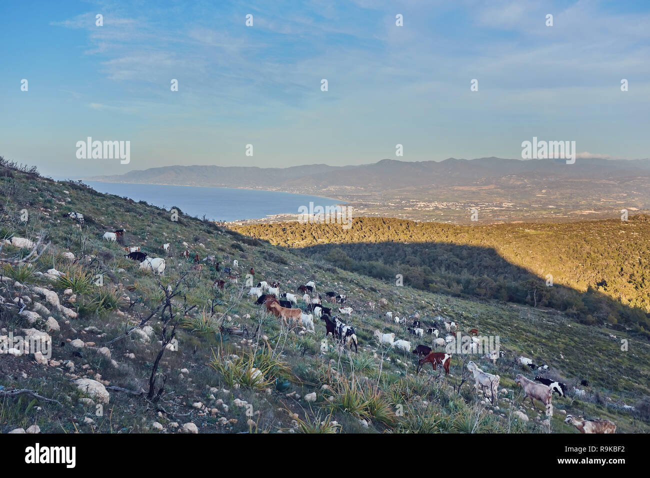 Goats grazing on the hills in the national park Akamas in Cyprus Stock ...
