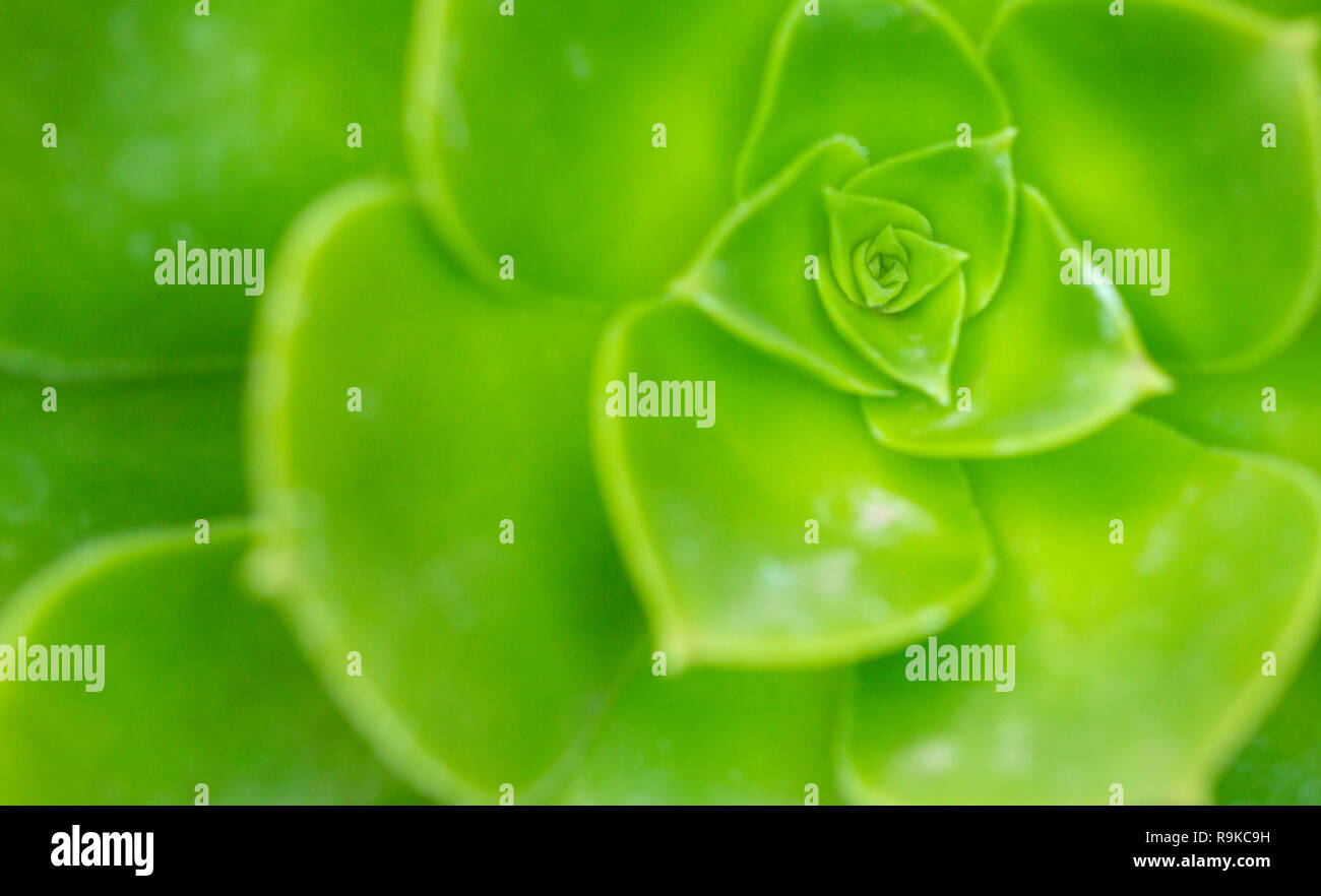 Succulent cactus macro Stock Photo - Alamy