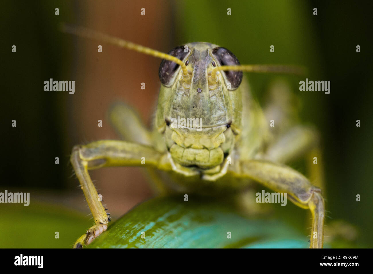 Compound claw hi-res stock photography and images - Alamy