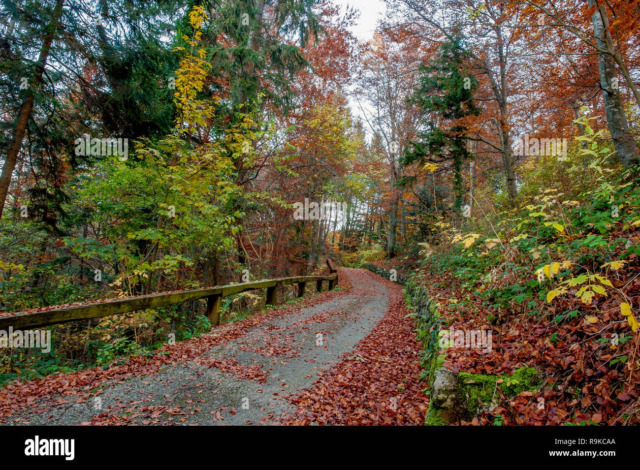 path through the trees in the fall Stock Photo - Alamy