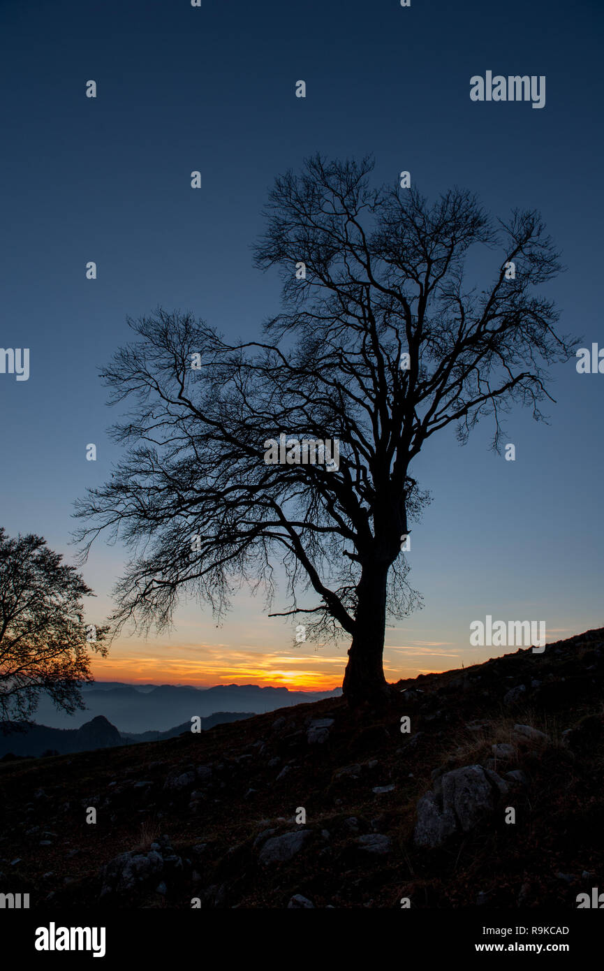 Old oak trees at sunset Stock Photo - Alamy