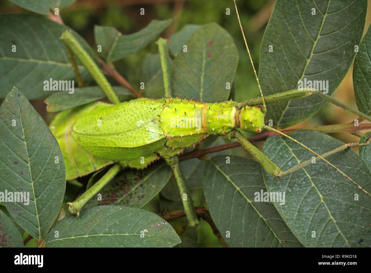 Giant prickly stick insect Stock Photo - Alamy