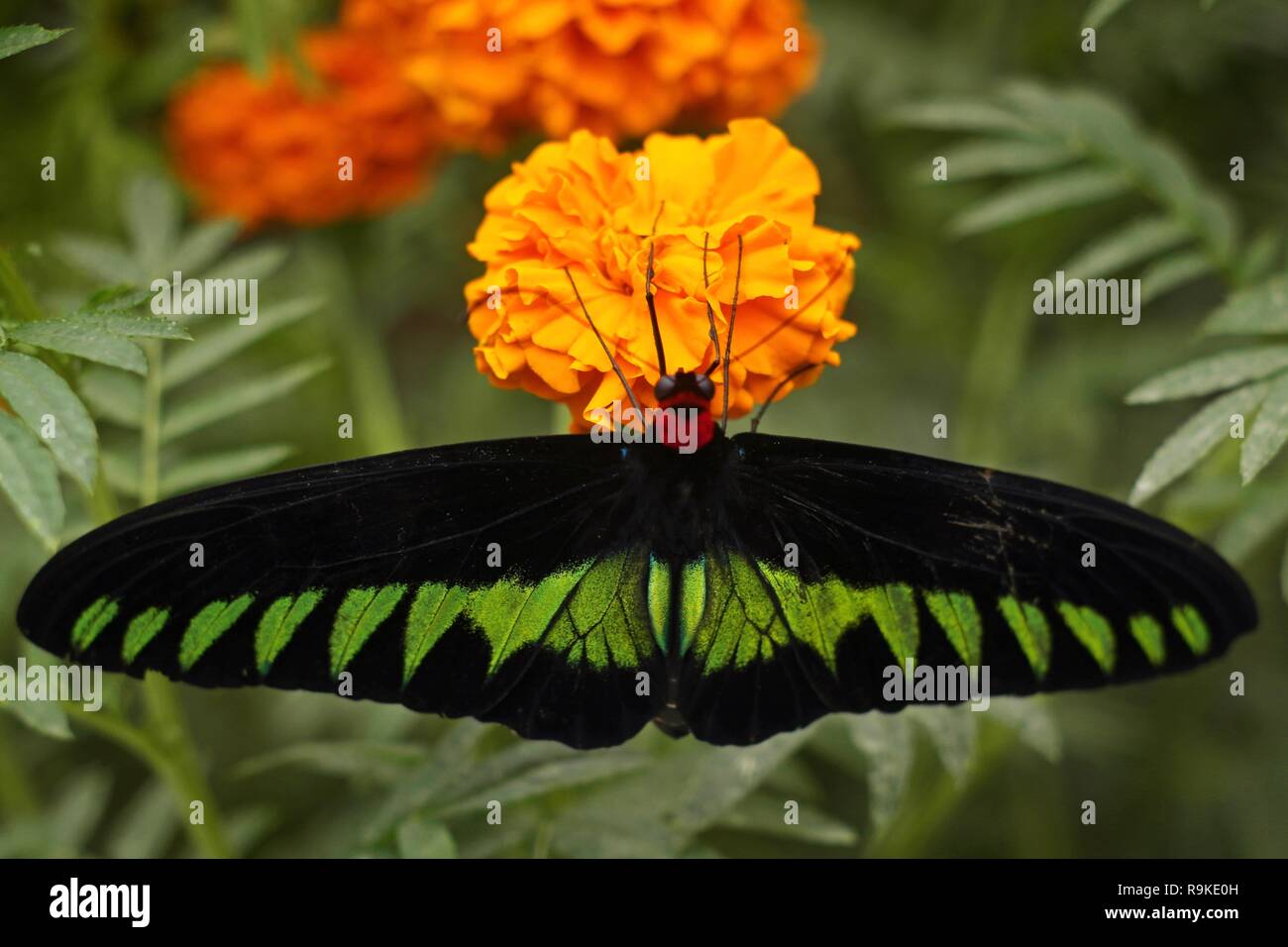 Trogonoptera High Resolution Stock Photography and Images - Alamy