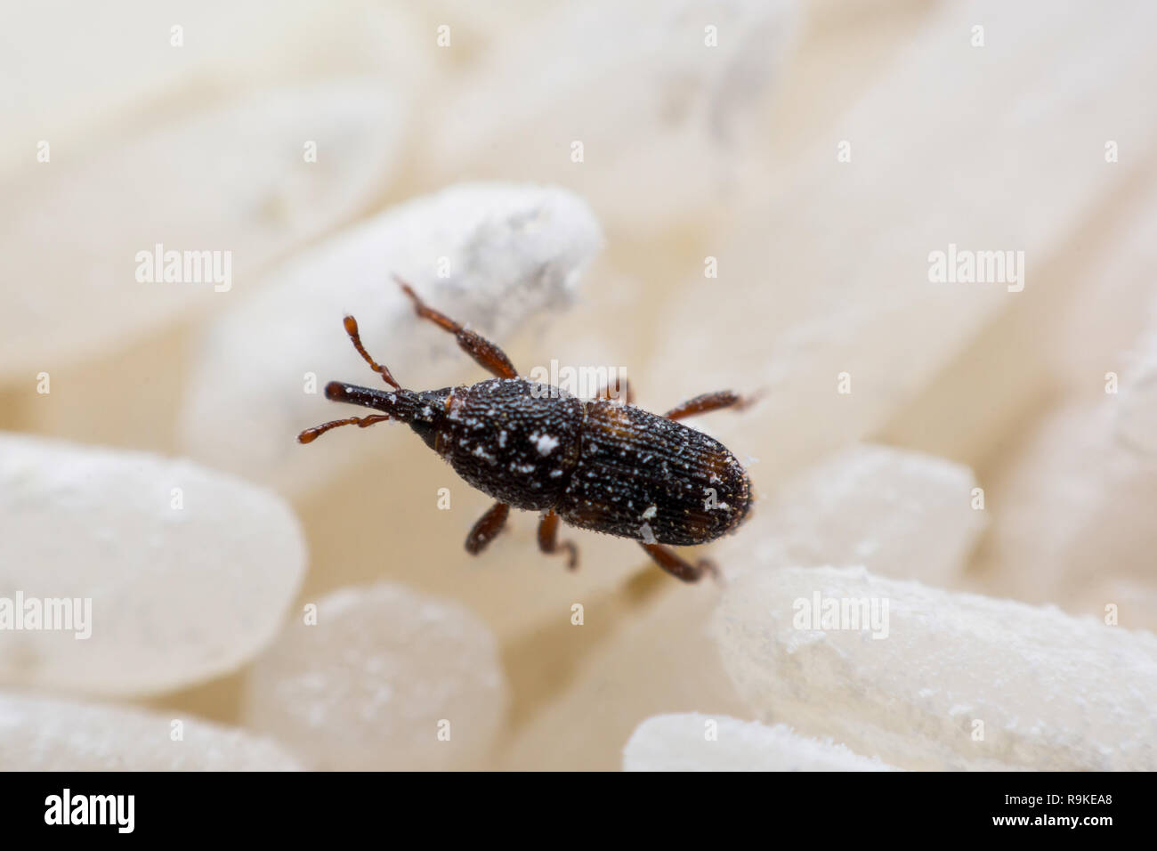 Rice weevil, or science names Sitophilus oryzae close up on white Rice ...