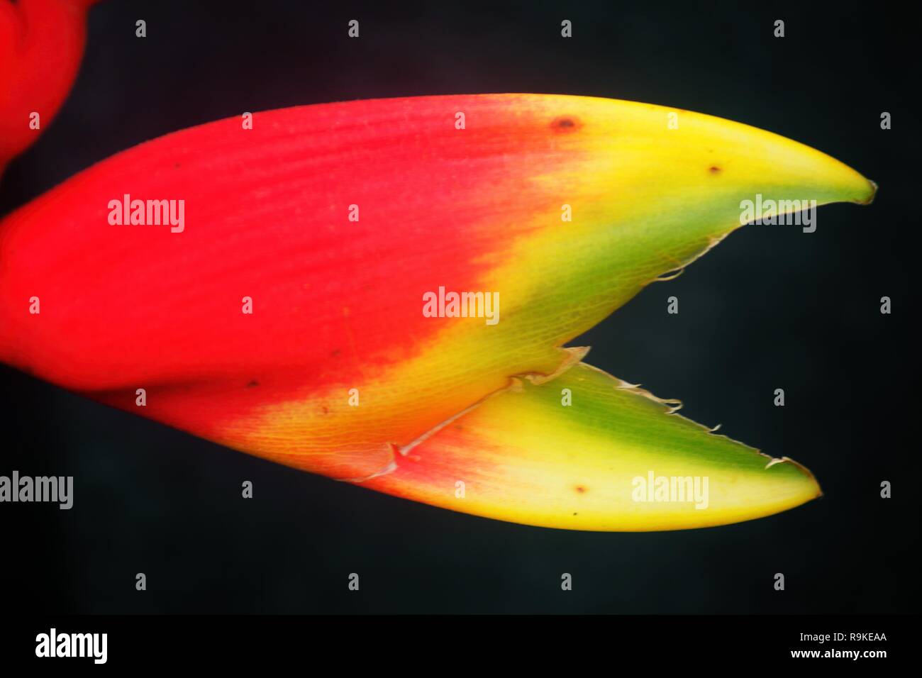 Lobster claw (Heliconia) plant Stock Photo - Alamy