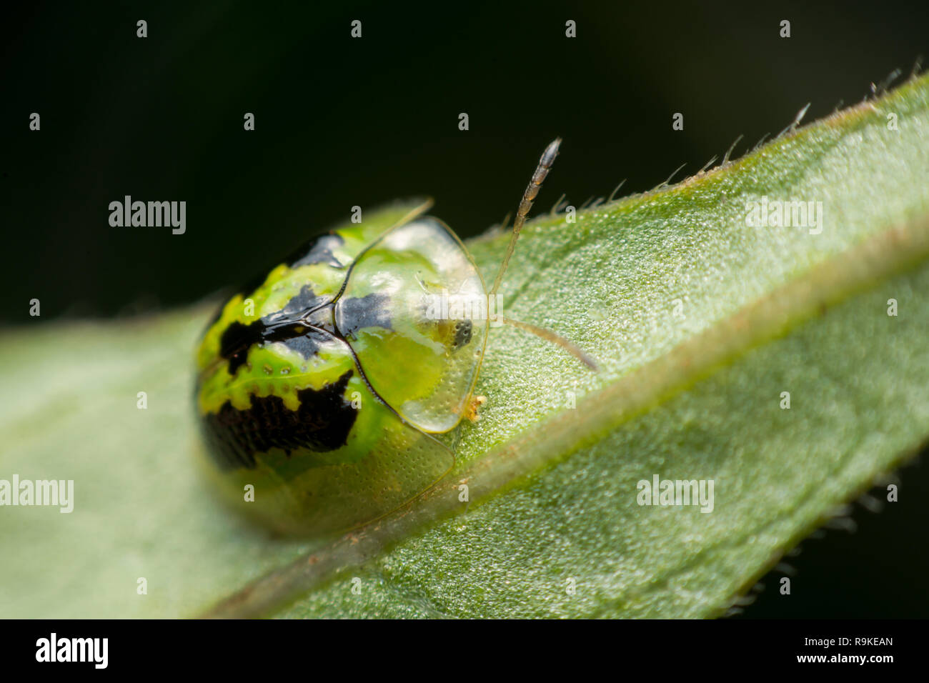 Golden tortoise beetle hi-res stock photography and images - Alamy
