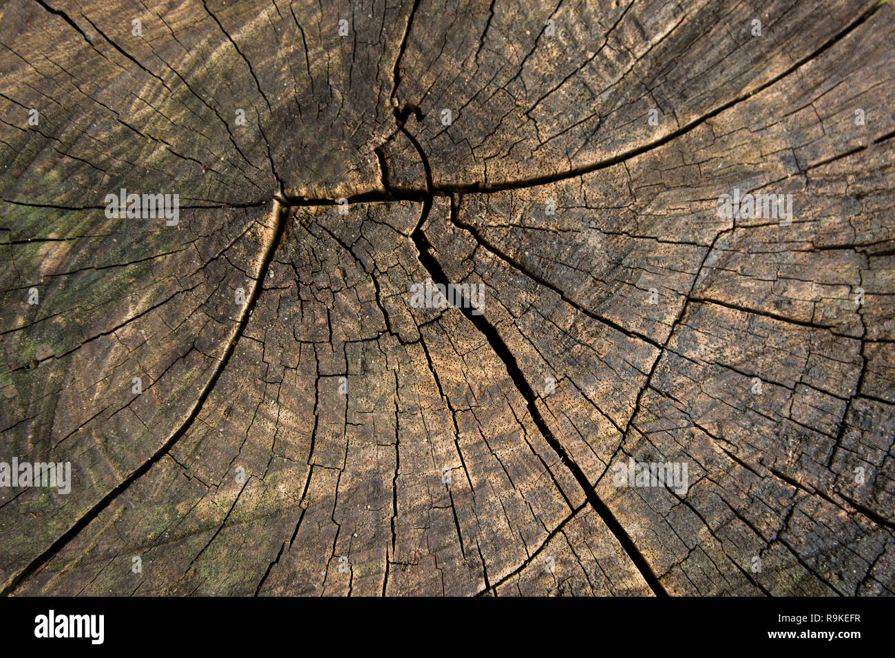 Tree trunk stump texture background top view. tree stump crack ...