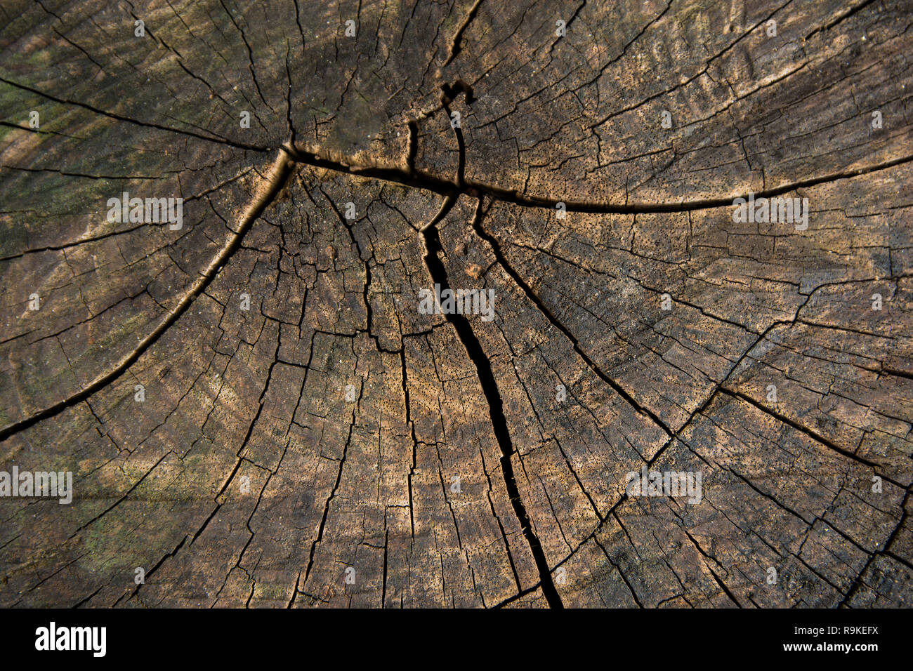 Tree trunk stump texture background top view. tree stump crack ...