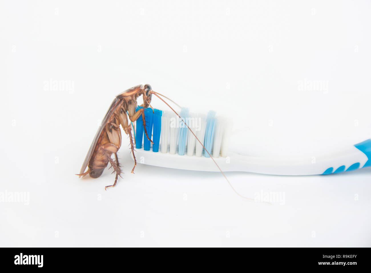 Cockroaches on toothbrush isolated on white background Stock Photo - Alamy