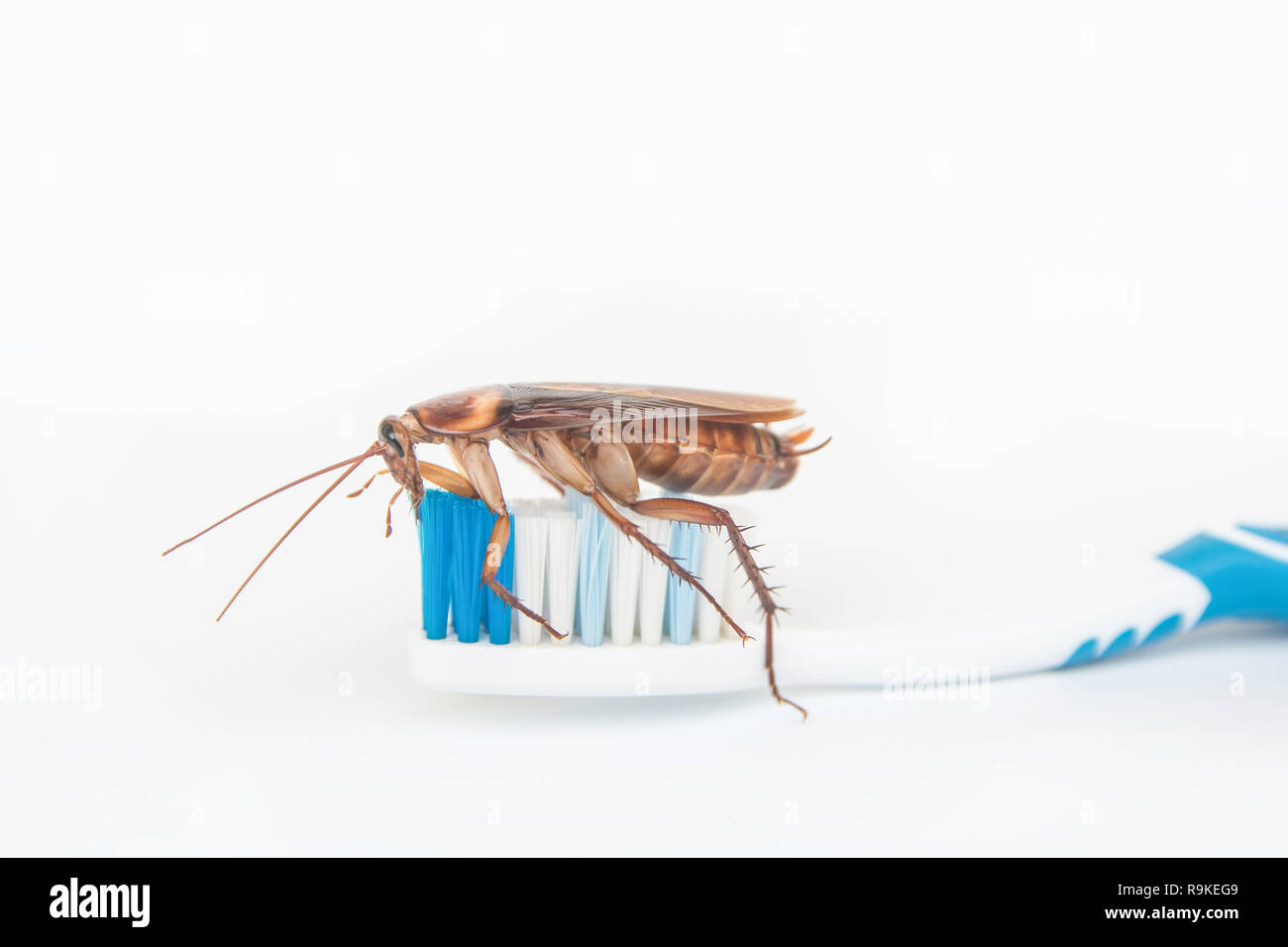 Cockroaches on toothbrush isolated on white background Stock Photo - Alamy