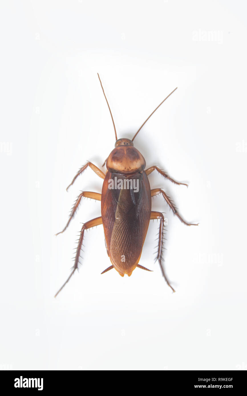 cockroaches isolated on white background Stock Photo - Alamy