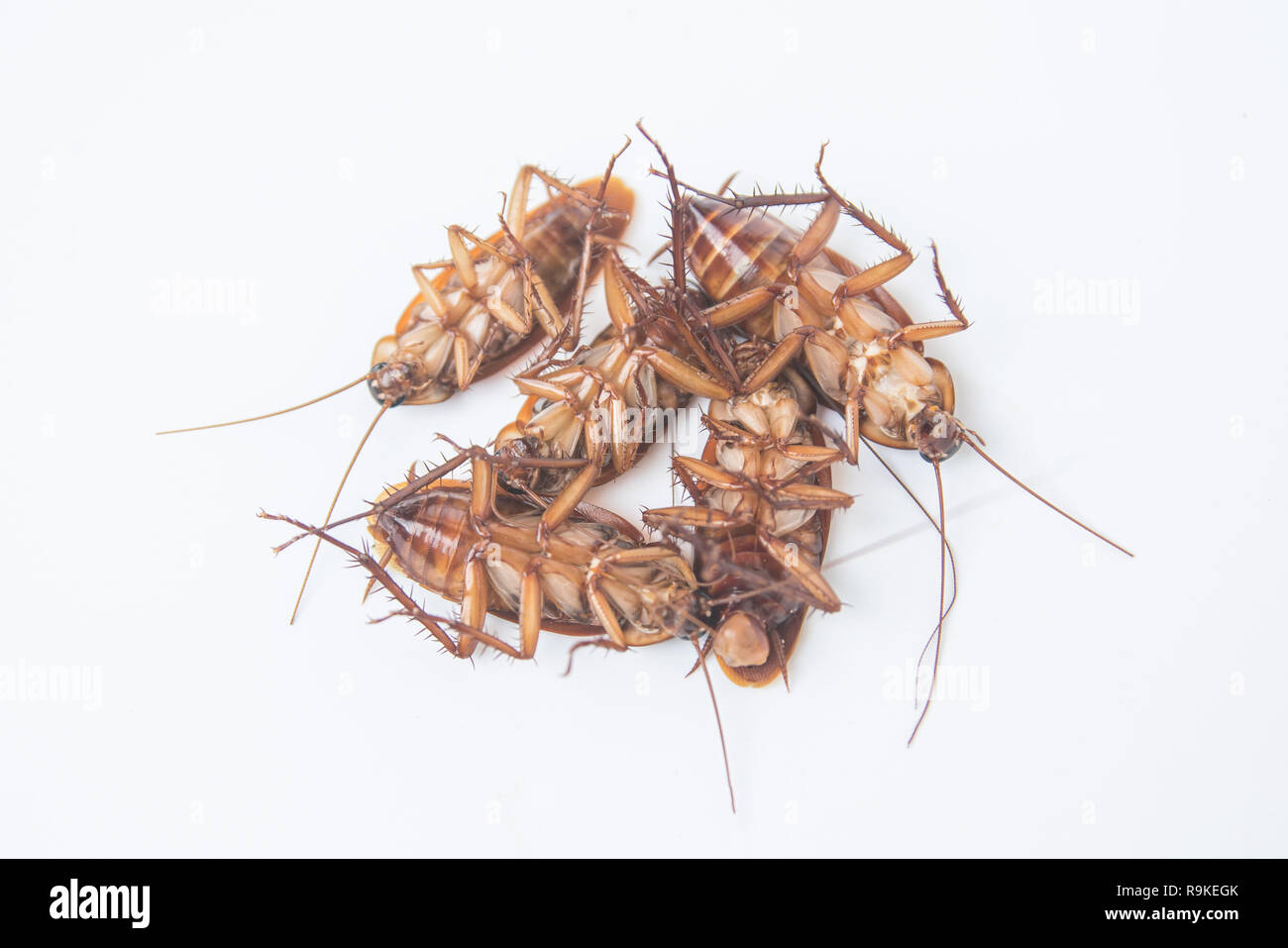 Group dead cockroaches isolated on white background Stock Photo - Alamy