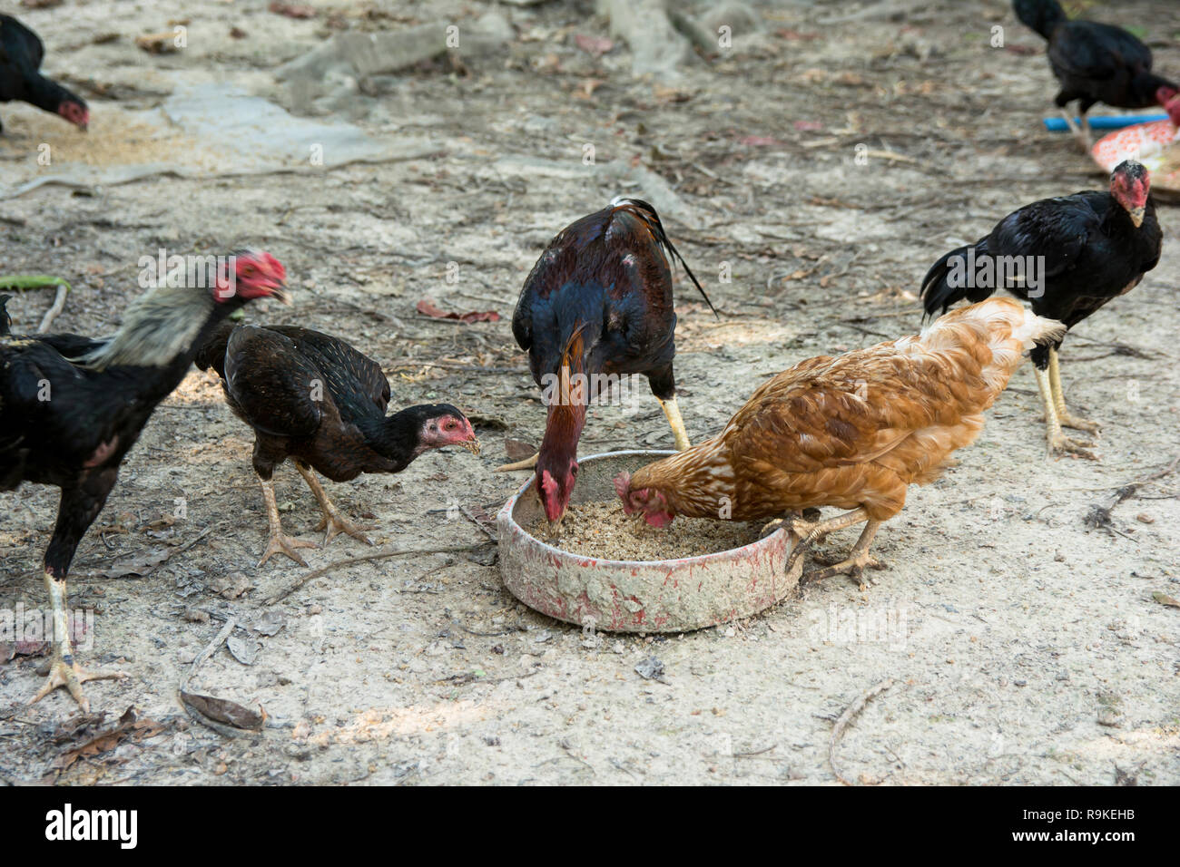 farm chickens eating paddy and bran for food tray Stock Photo - Alamy