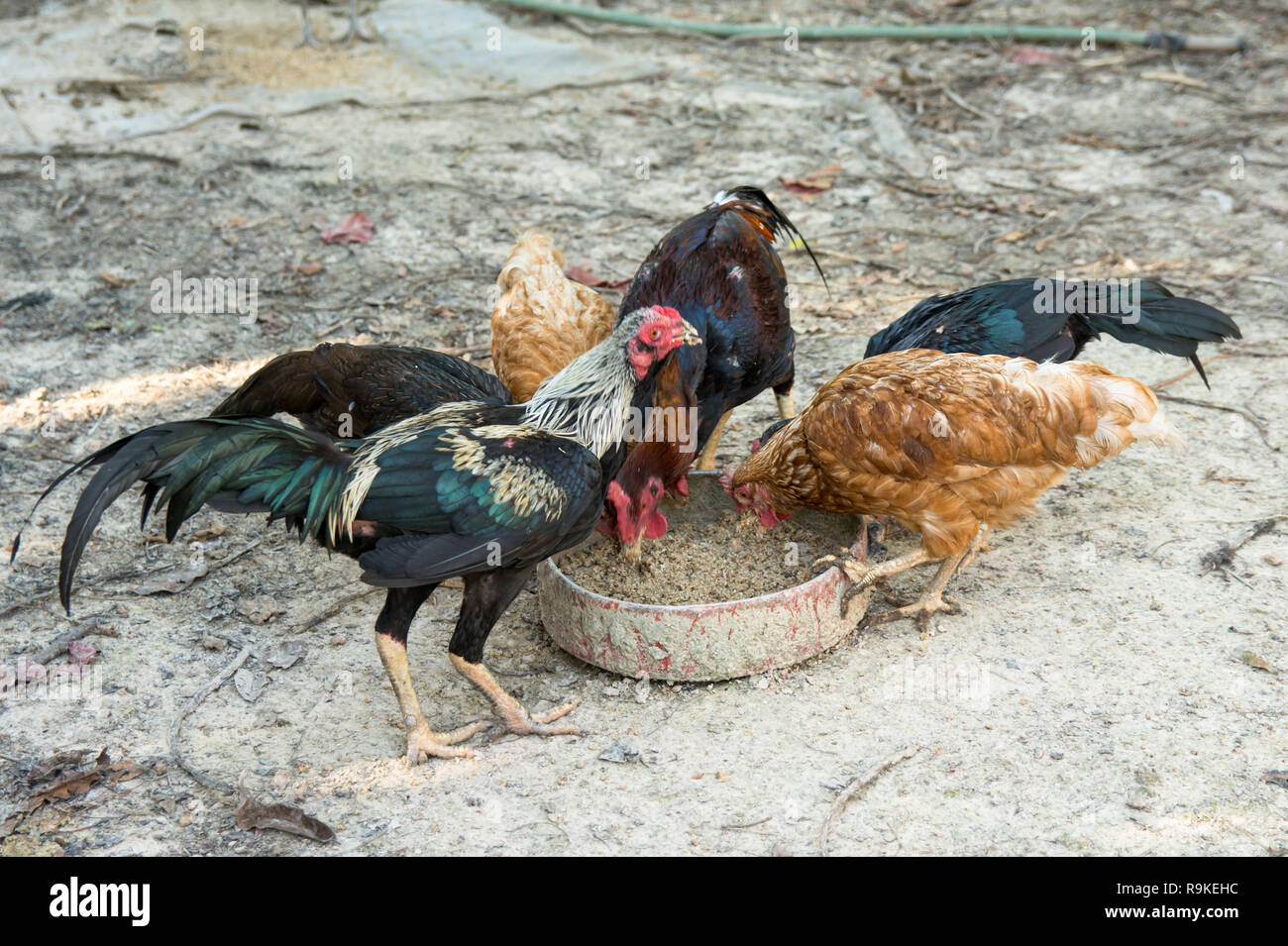 farm chickens eating paddy and bran for food tray Stock Photo - Alamy