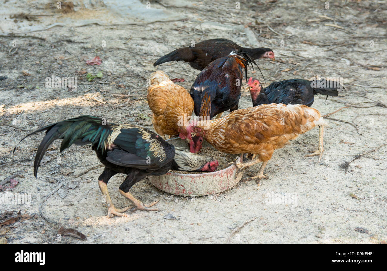 farm chickens eating paddy and bran for food tray Stock Photo - Alamy