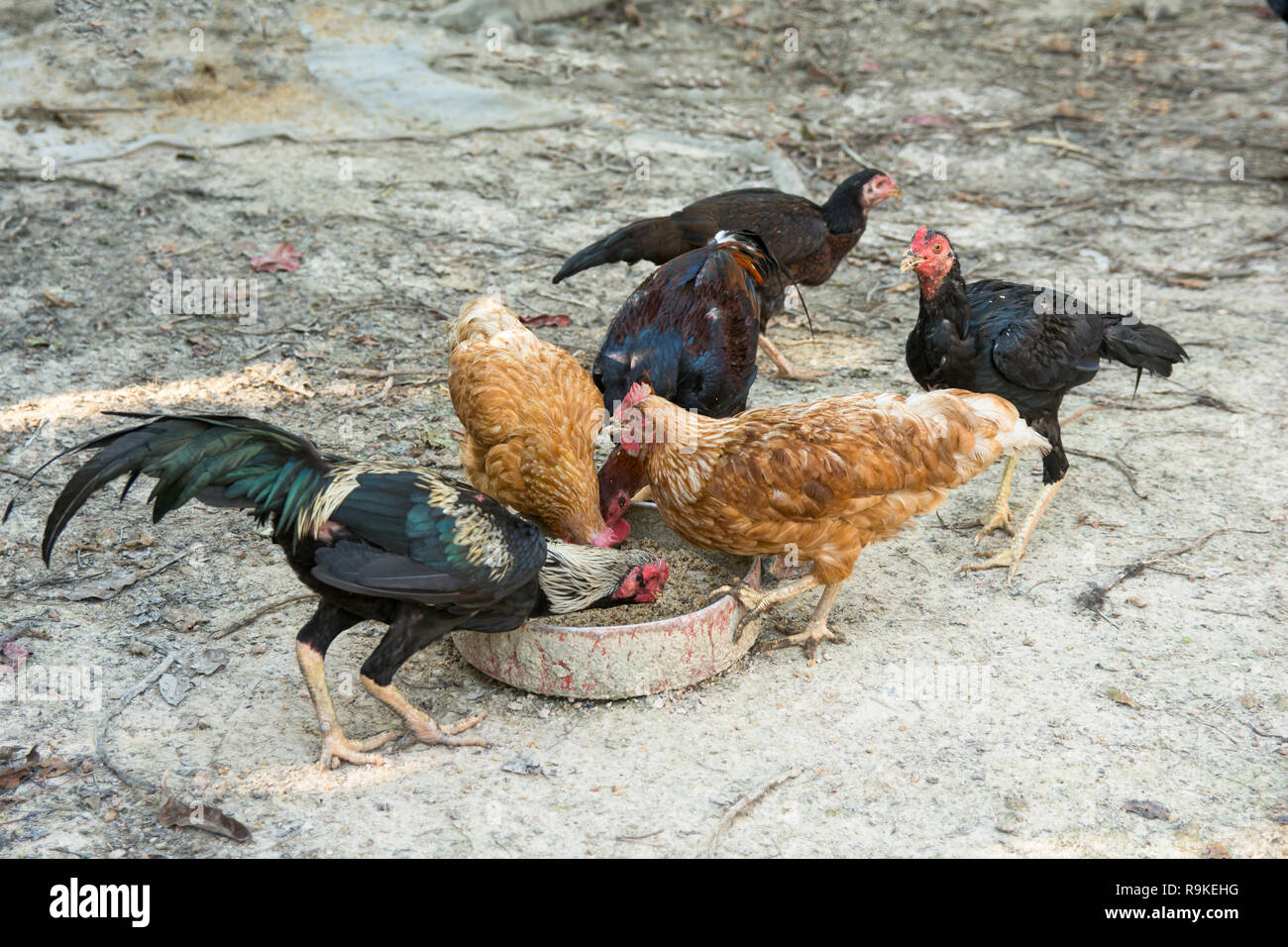 farm chickens eating paddy and bran for food tray Stock Photo - Alamy
