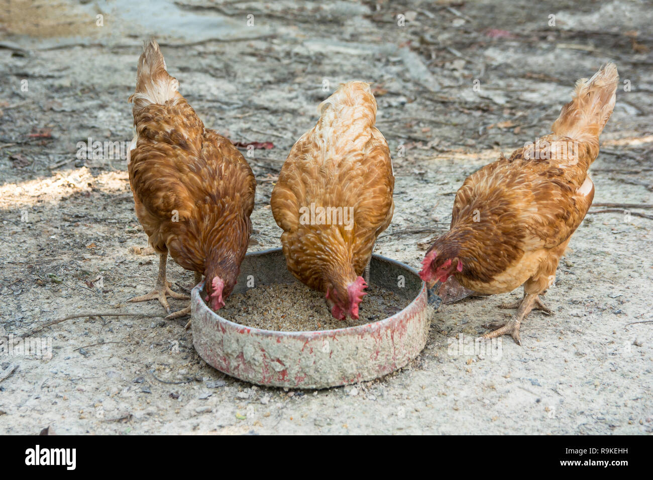 farm chickens eating paddy and bran for food tray Stock Photo - Alamy