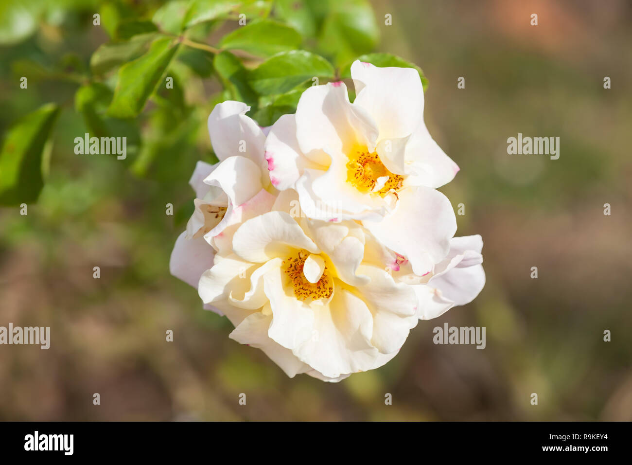 Beautiful White Wild Rose (Rosa canina) - Rosa arvensis, the field rose ...