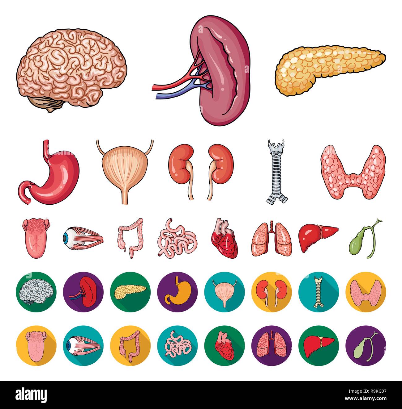anatomy,art,bladder,body,brain,cartoon,flat,collection,design,eyeball ...
