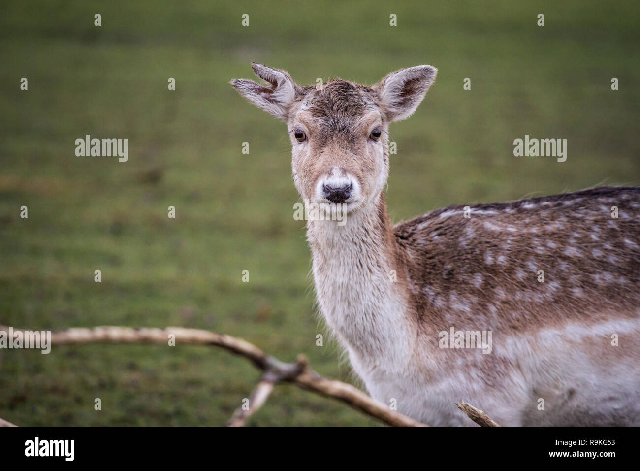 Herde damwild hi-res stock photography and images - Alamy