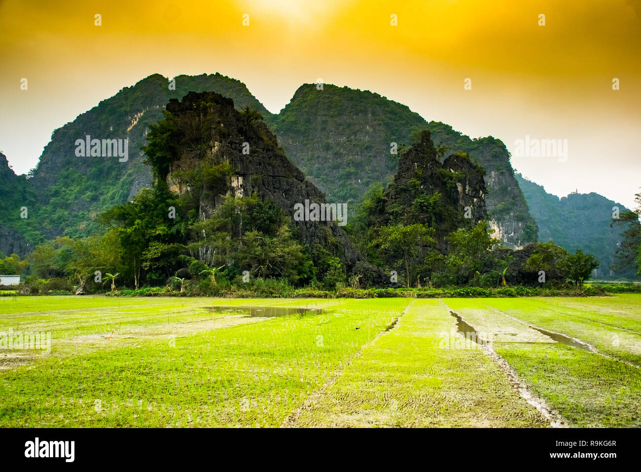 Rice fields, Tam Coc, Ninh Binh in Vietnam landscapes Stock Photo - Alamy