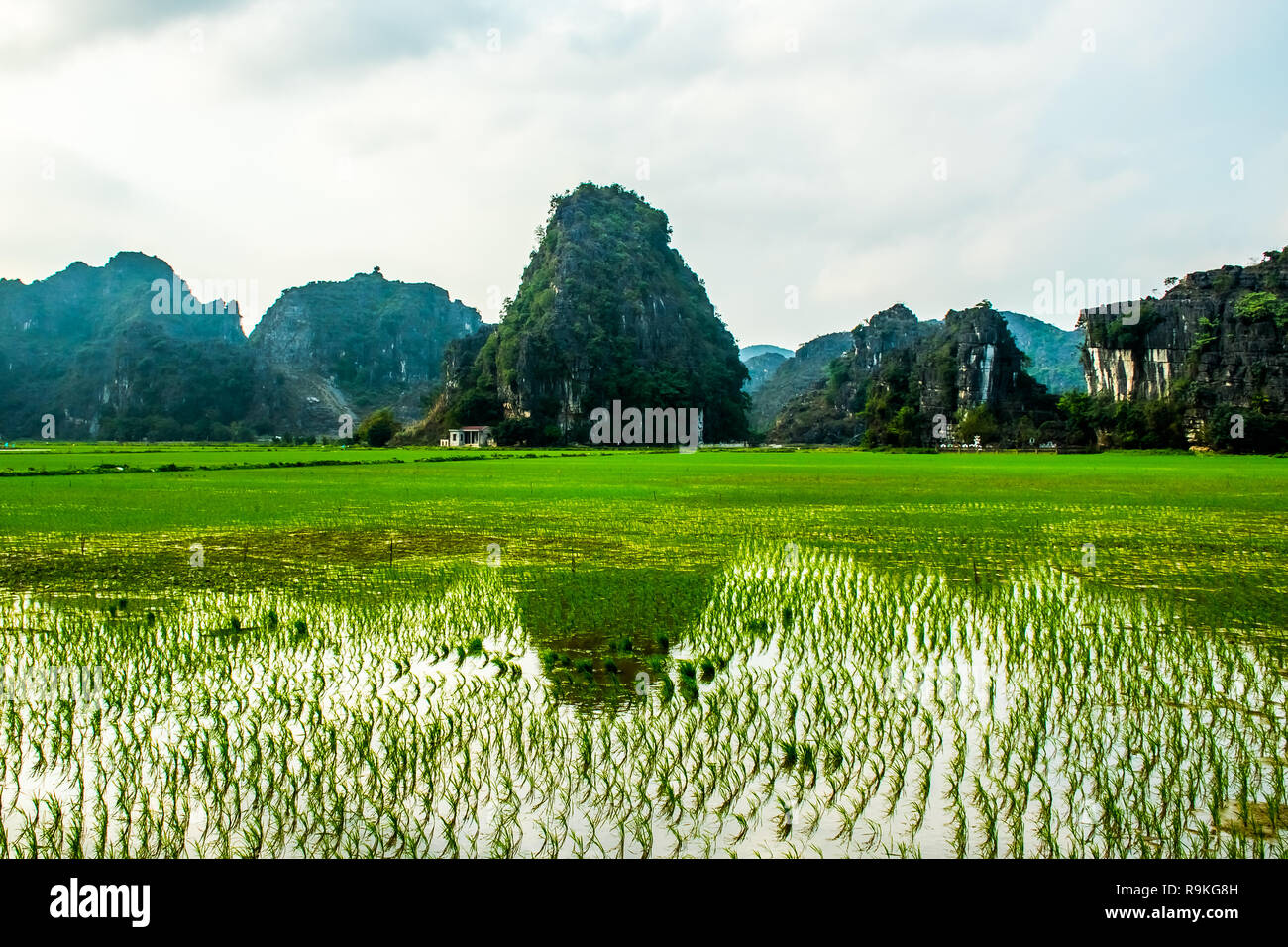 Rice fields, Tam Coc, Ninh Binh in Vietnam landscapes Stock Photo - Alamy